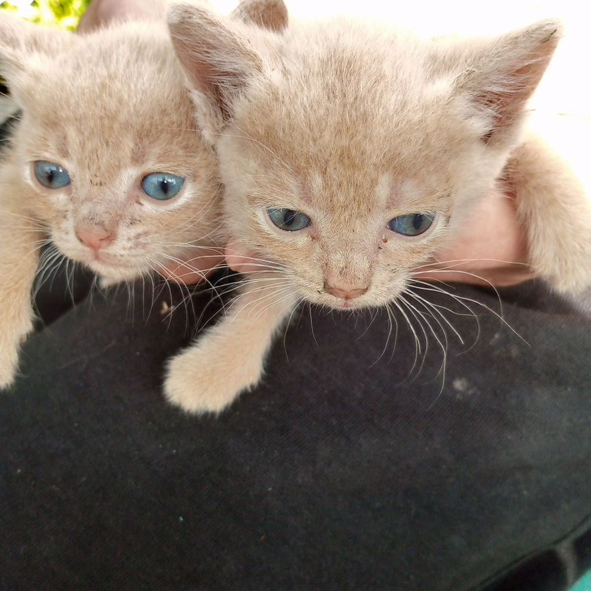 Котята