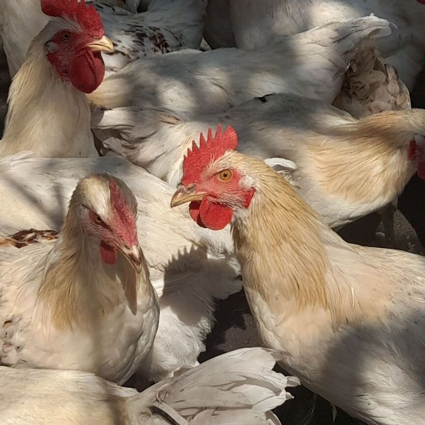 Петушки леггорн,орпингтон