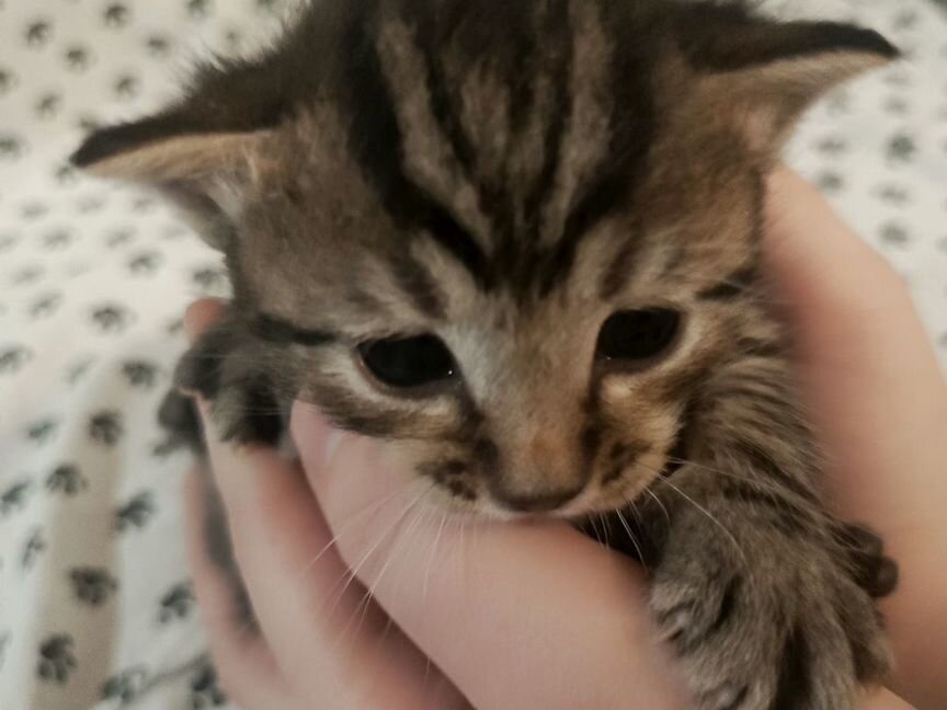 Котята в добрые руки бесплатно