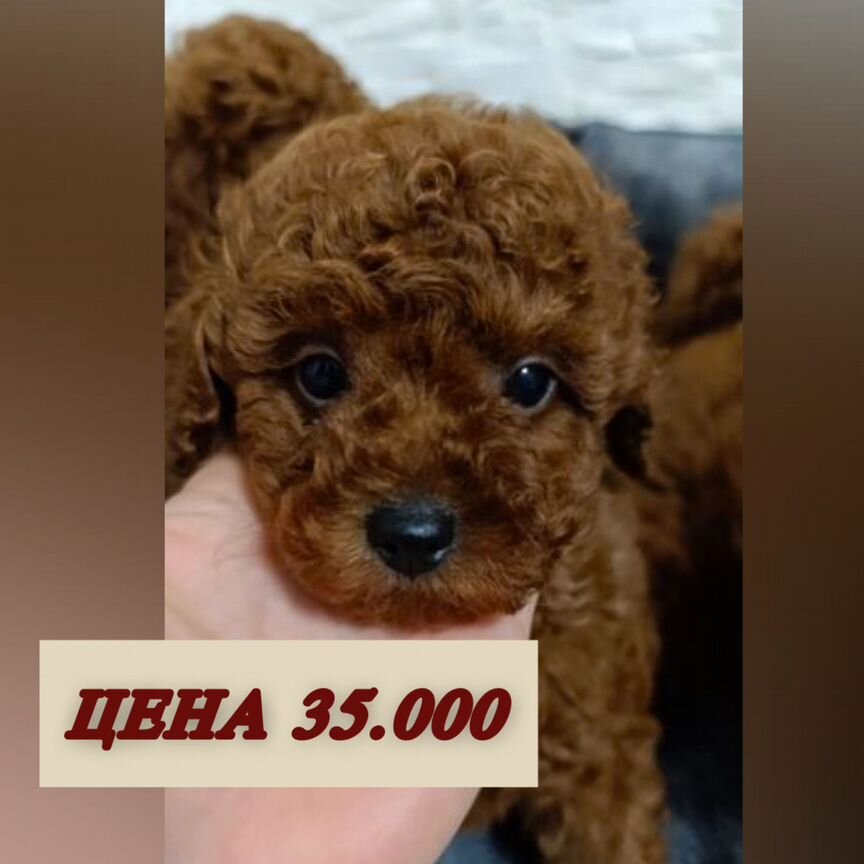 Карликовый пудель, щенок