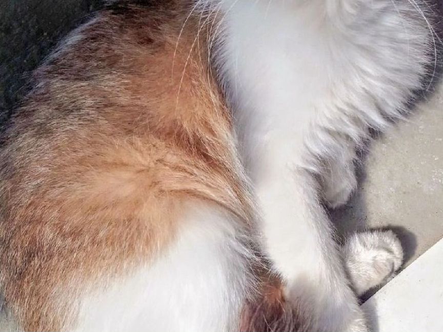 Брошенка или потеряшка, нужен дом или передержка