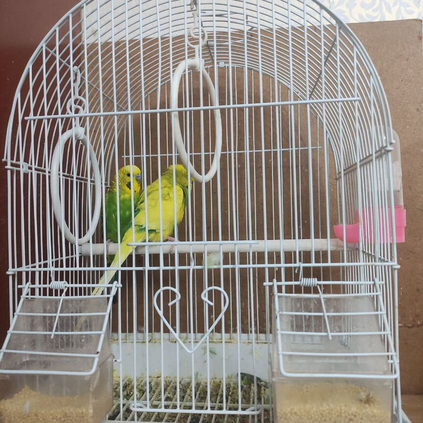 Волнистый попугай 2 шт и клетка