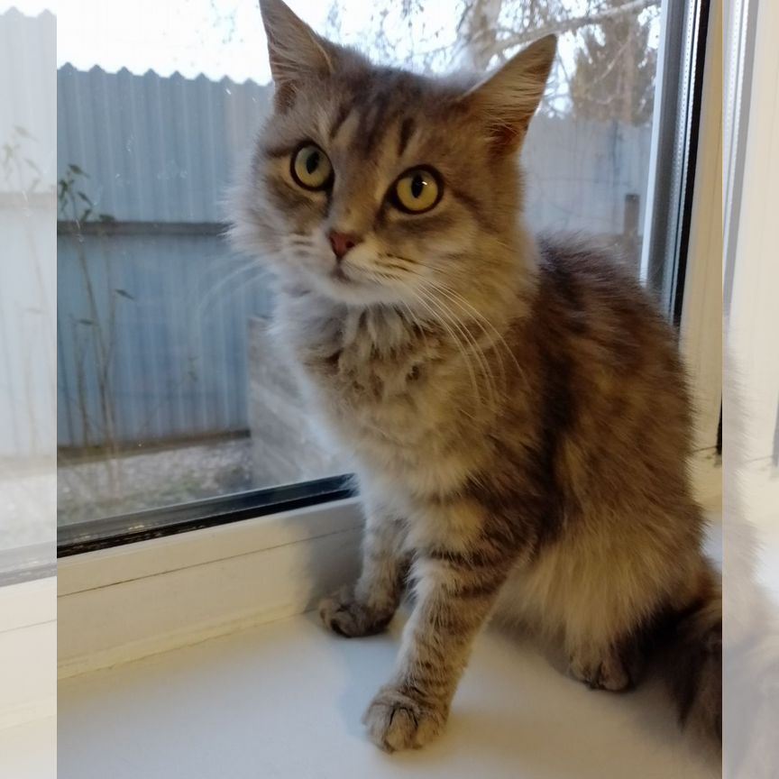 Взрослая кошка в добрые руки