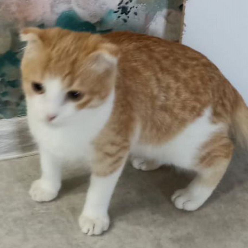 Котики бесплатно в добрые руки