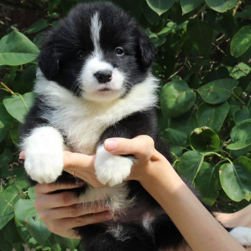 Бордер колли мальчики