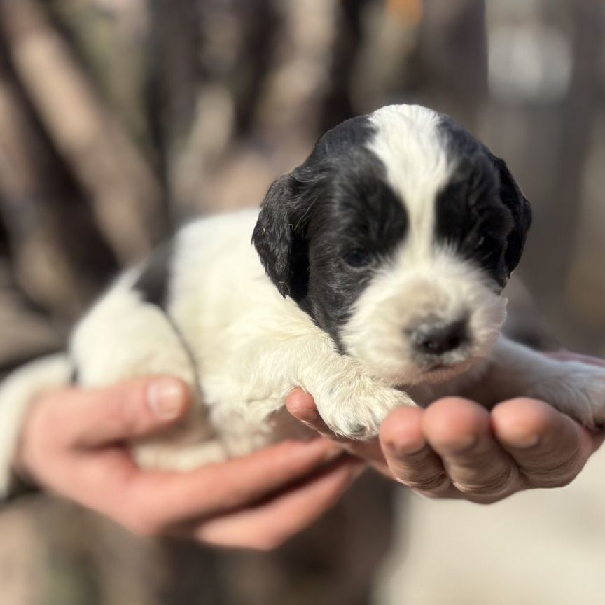 Русский охотничий спаниель, щенок