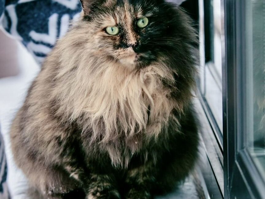 Кошка в ответственные руки