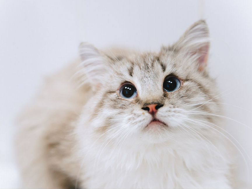Кошка невская маскарадная бесплатно