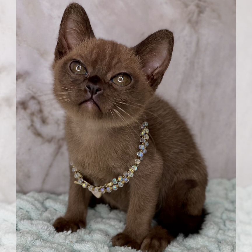 Котята Европейские бурманские