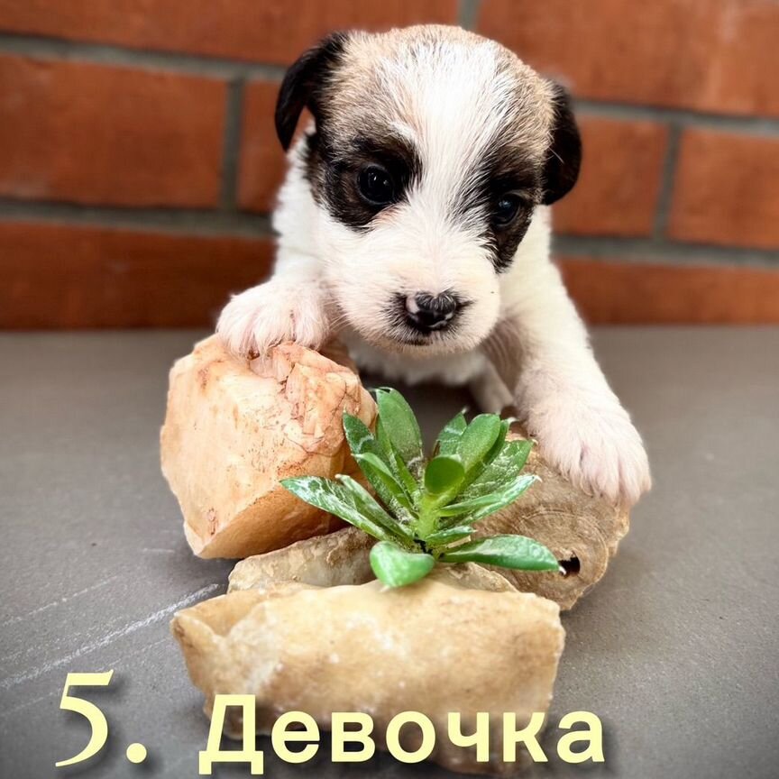 Джек-рассел-терьер, щенок