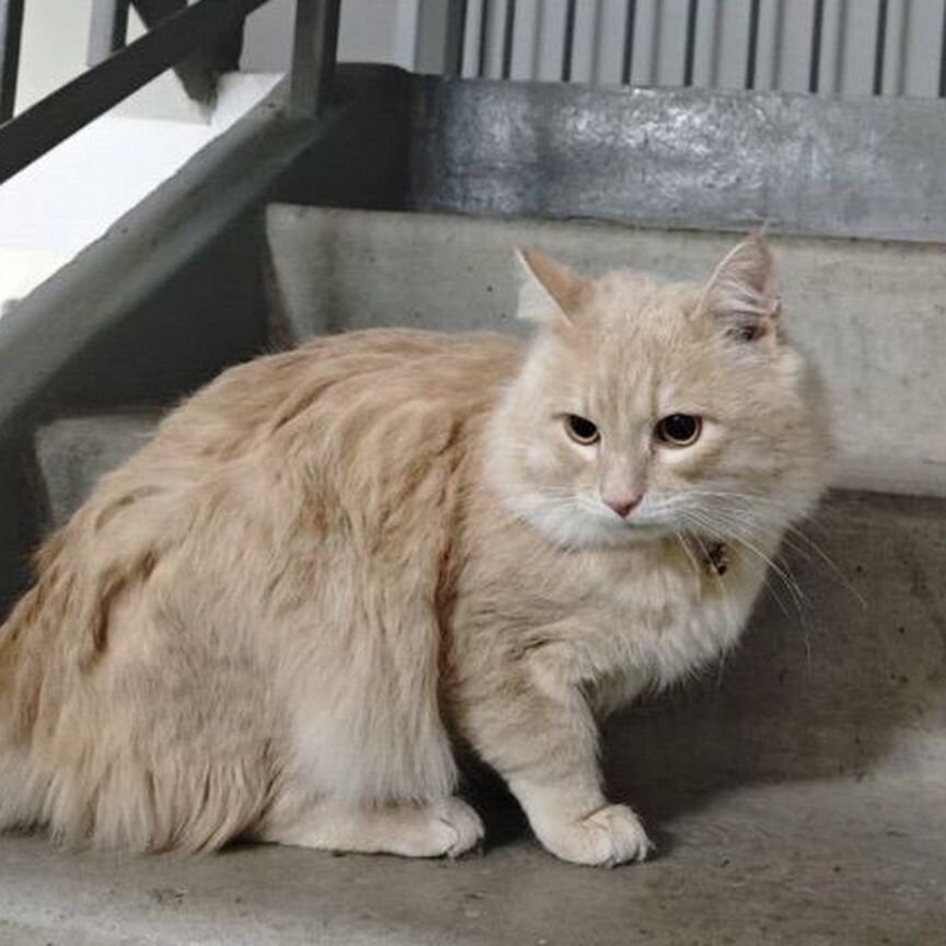 Британский длинношёрстный, взрослый кот