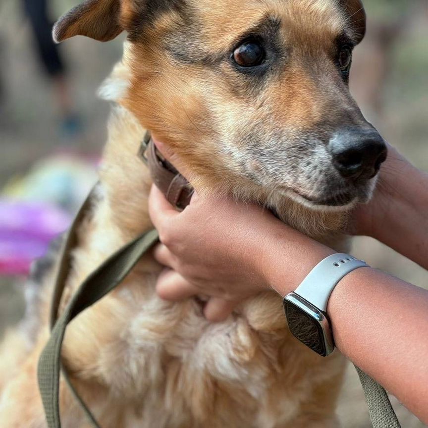 Старичок Гай нуждаеться в заботе