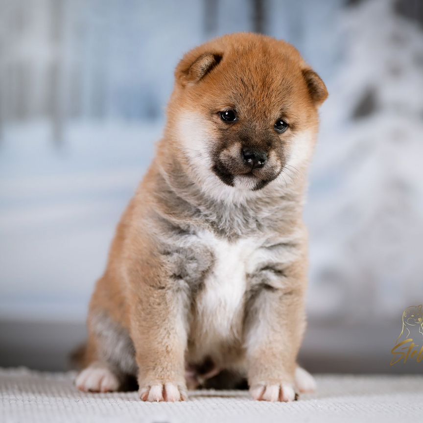 Сиба ину щенок