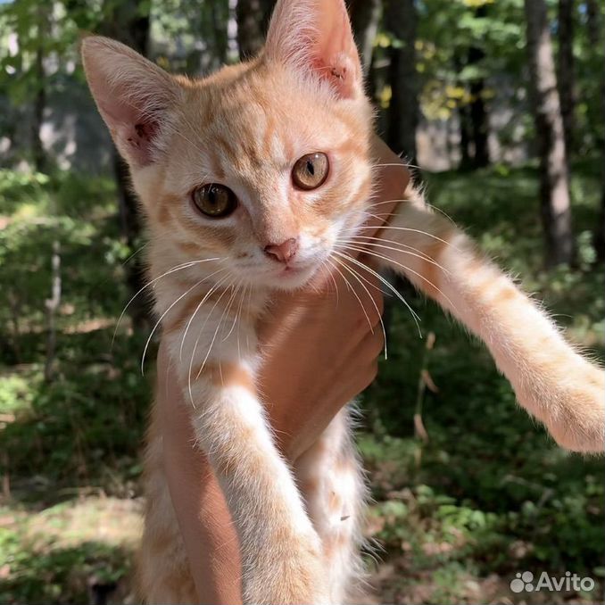 Рыжая кошечка, котенок девочка