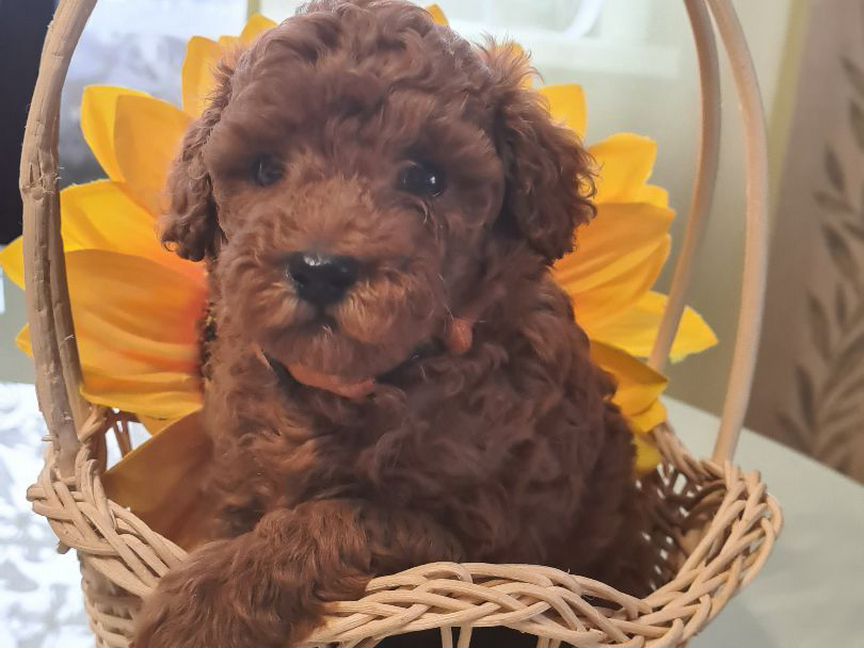 Сладкие кудряшки