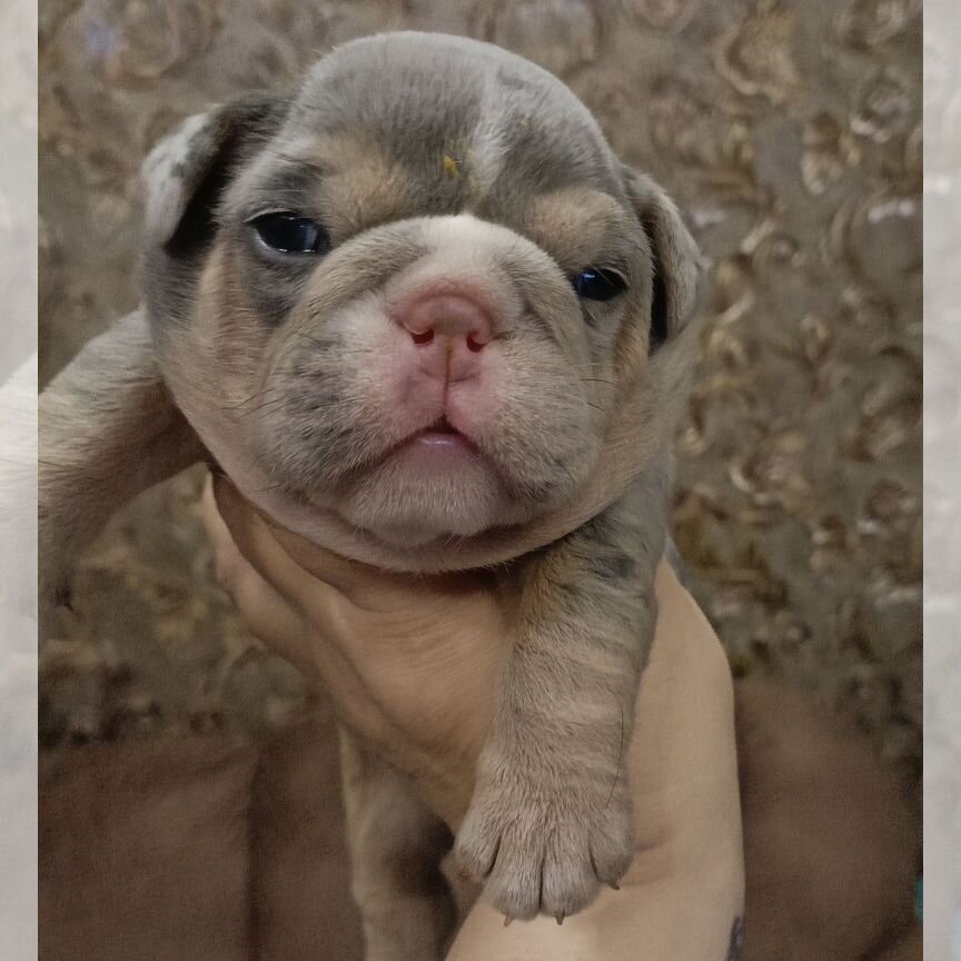 Английский бульдог, щенок