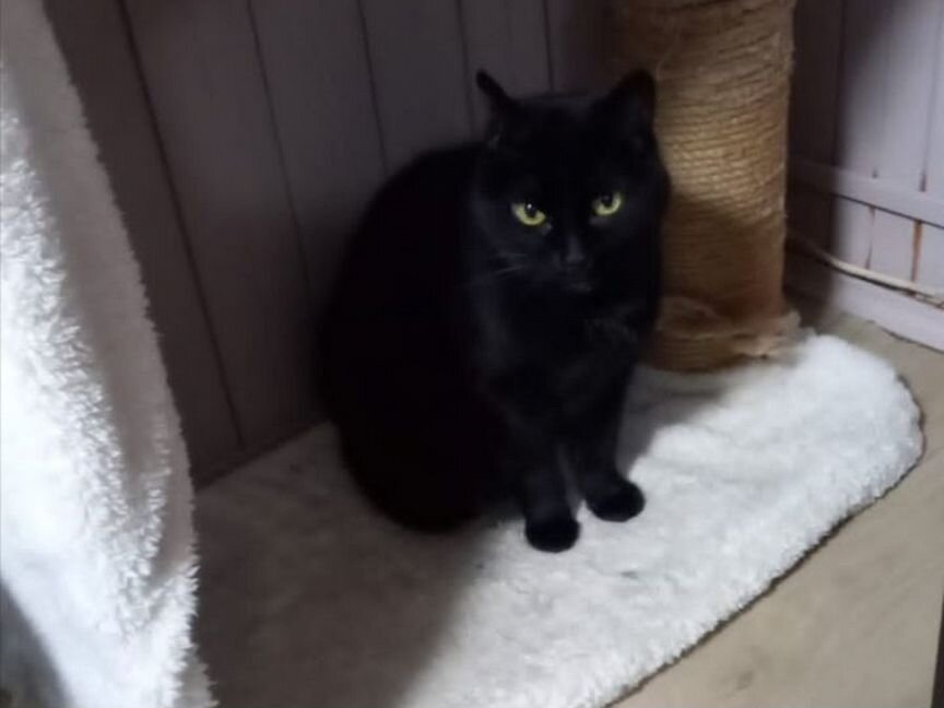 Избитая жизнью кошка ищет дом