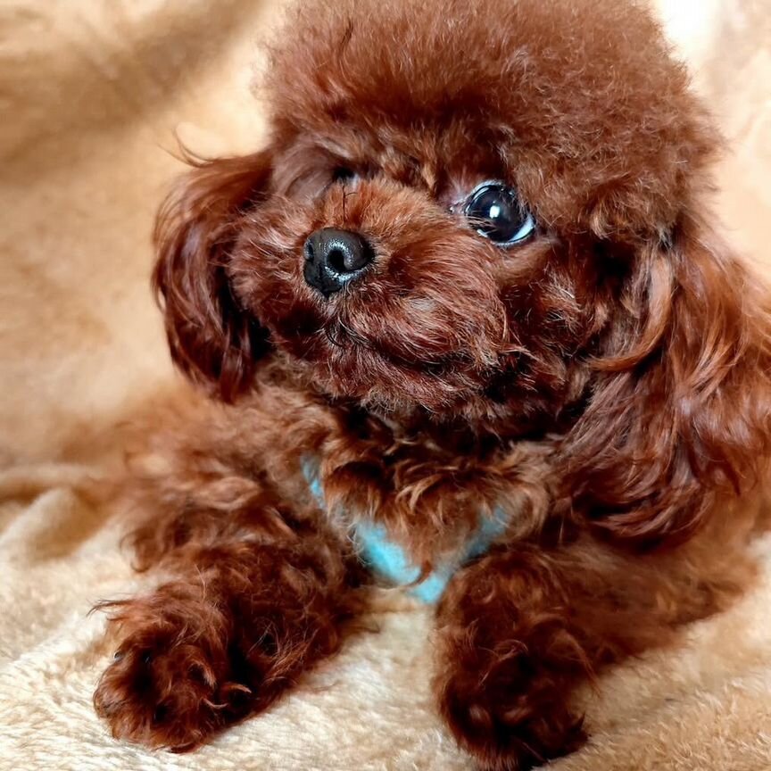 Той-пудель, щенок