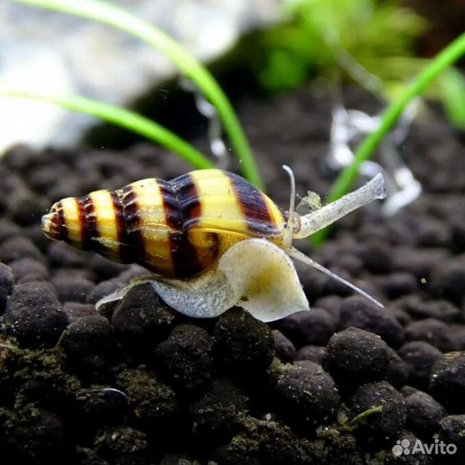 Улитка Хелена (хищная)