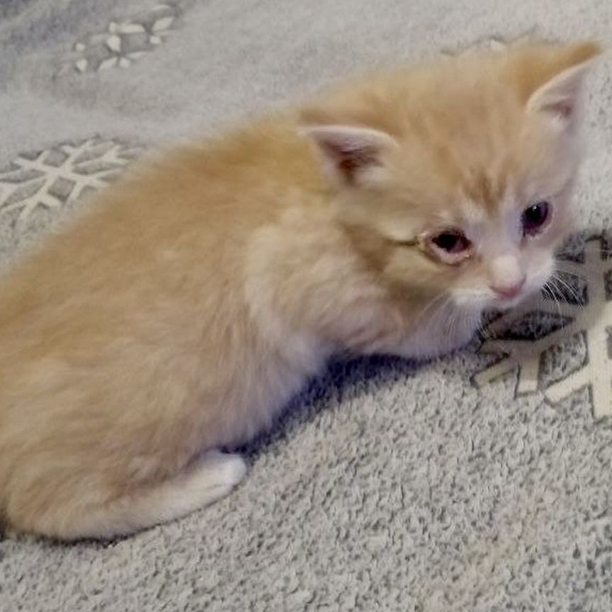 Котёнок в добрые руки