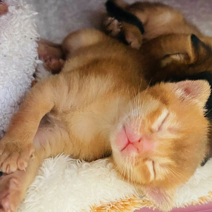 Абиссинский котёнок