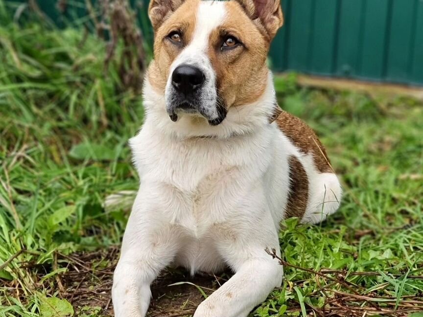 Собака Арчи в добрые руки