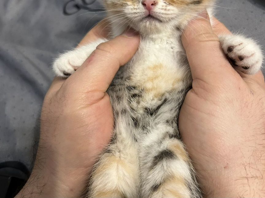 Кошка