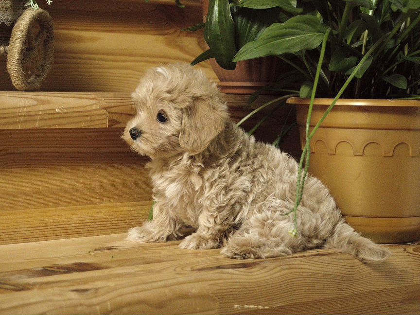 Мальтипу f1 mimi