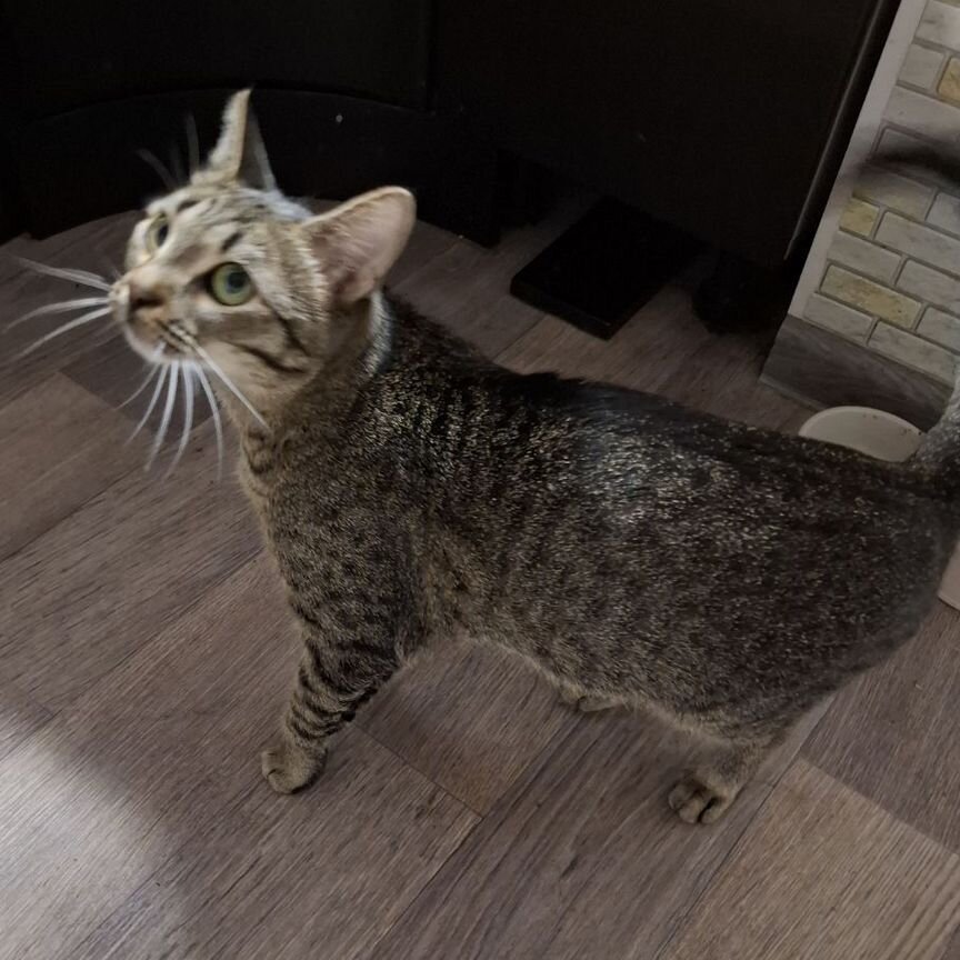 Отдам в добрые руки,у ребенка аллергия на кошку