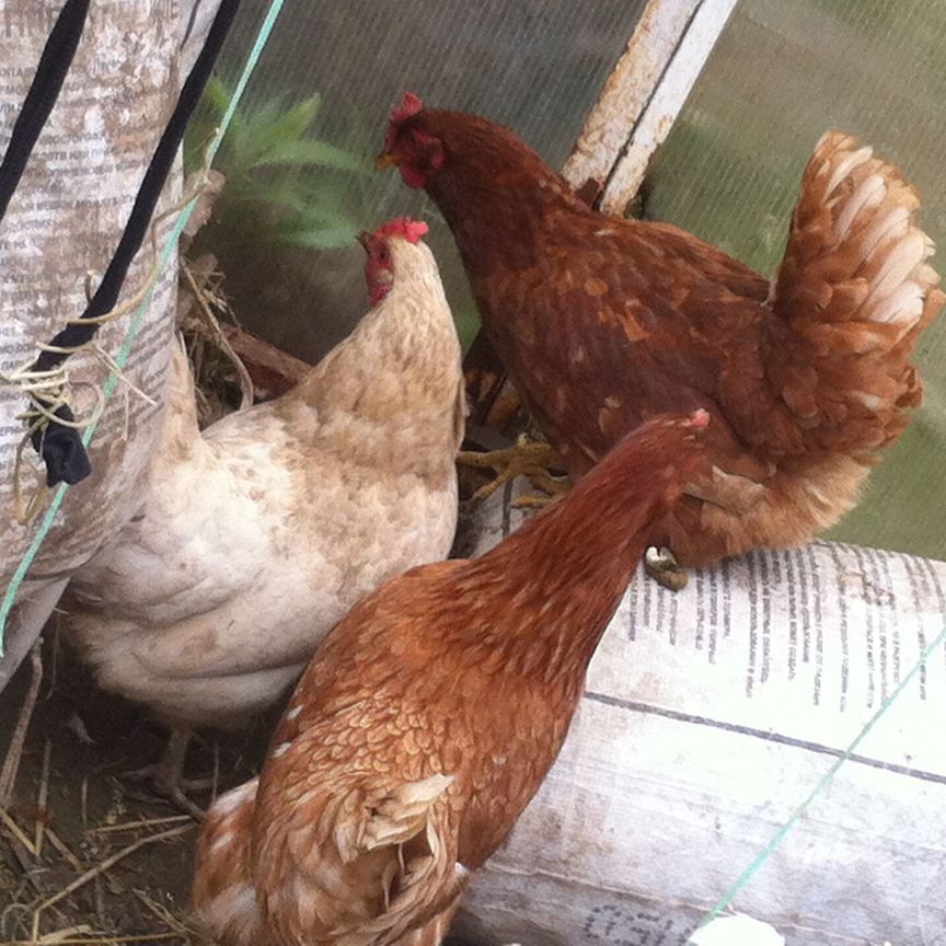 Продам кур несушек