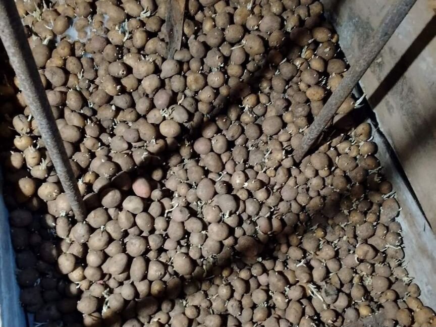Картошка на корм скоту
