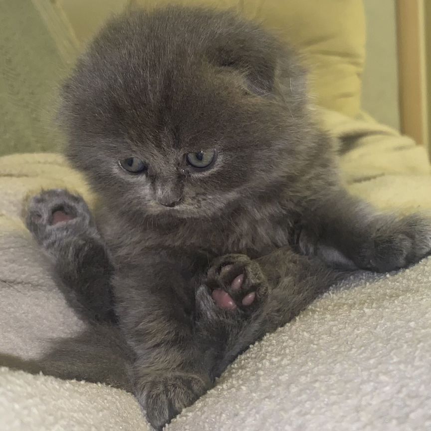 Шотландский вислоухий длинношёрстный котёнок