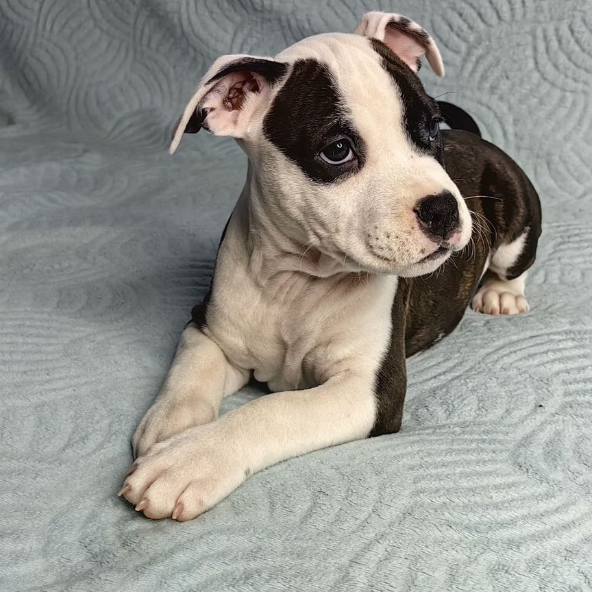 Американский стаффордширский терьер