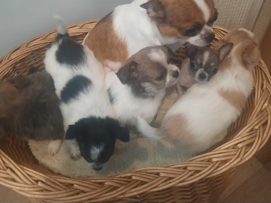 Щенки чихуахуа