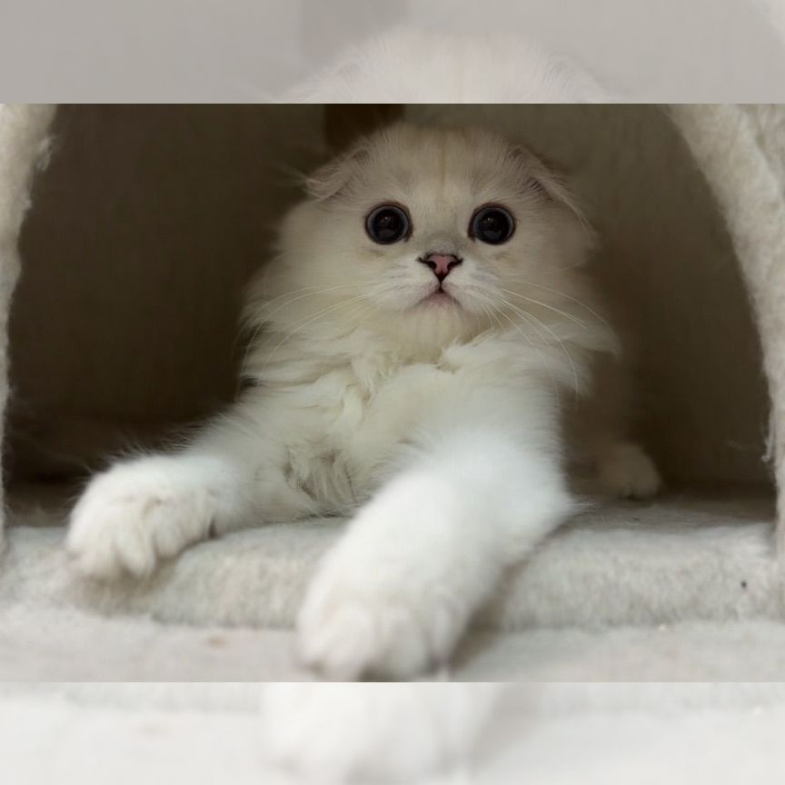 Голубоглазая милашка