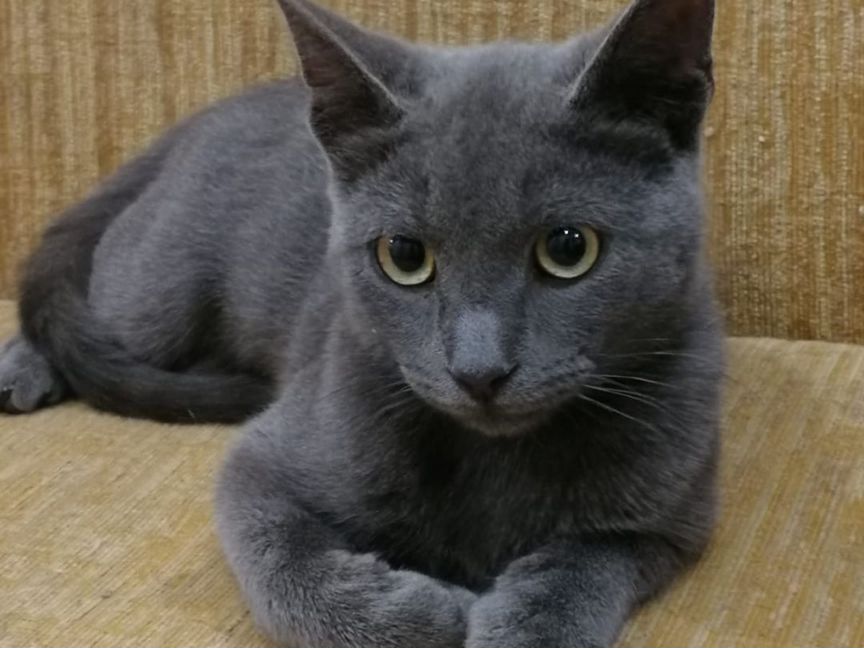 Русская голубая