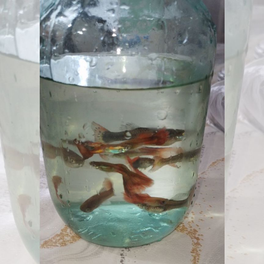 Рыбки гуппи