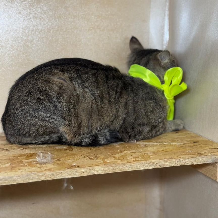 Котик грустит