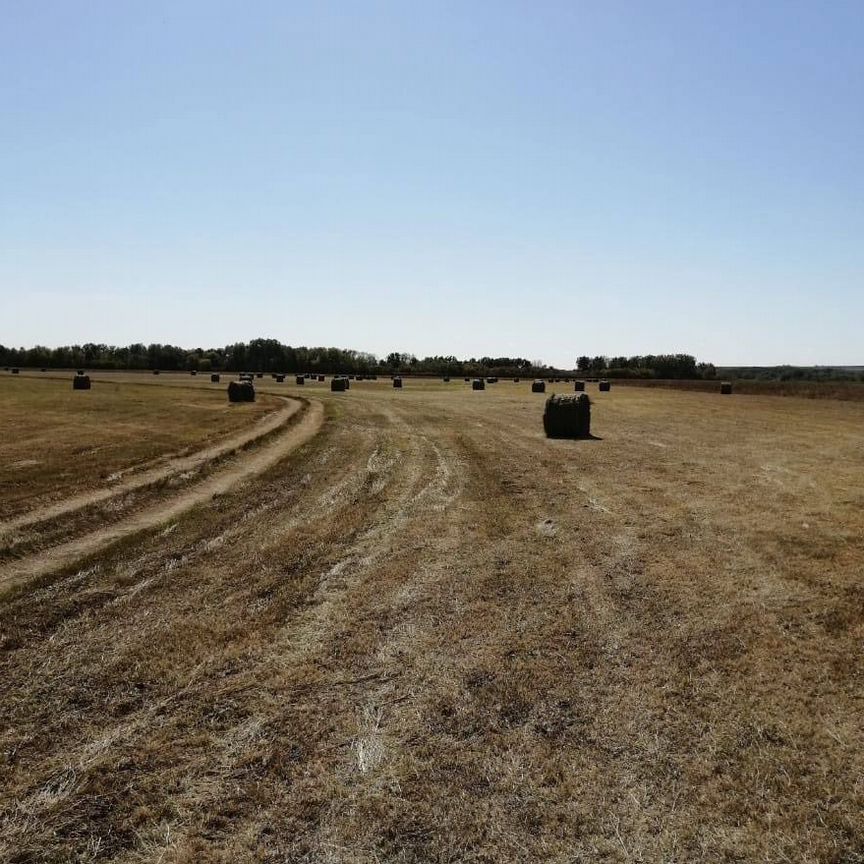 Сено в тюках