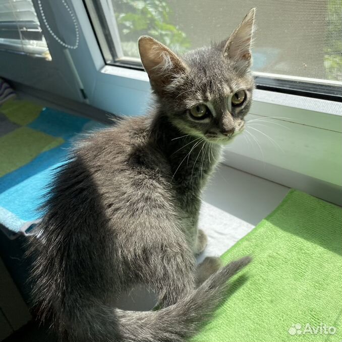 Котенок Мышка - малышка в заботливые руки