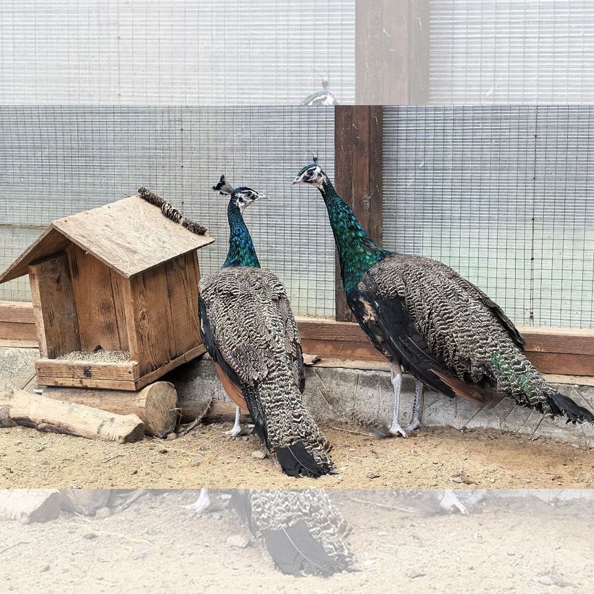 Индийский павлин