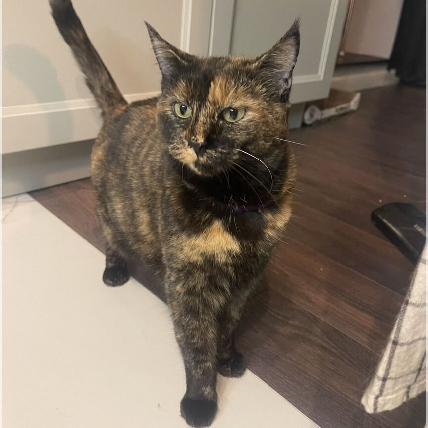 Кошечка Луна ищет любящие ручки