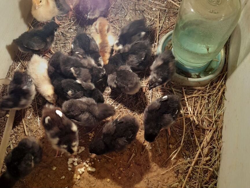 Цыплята 10 дневные