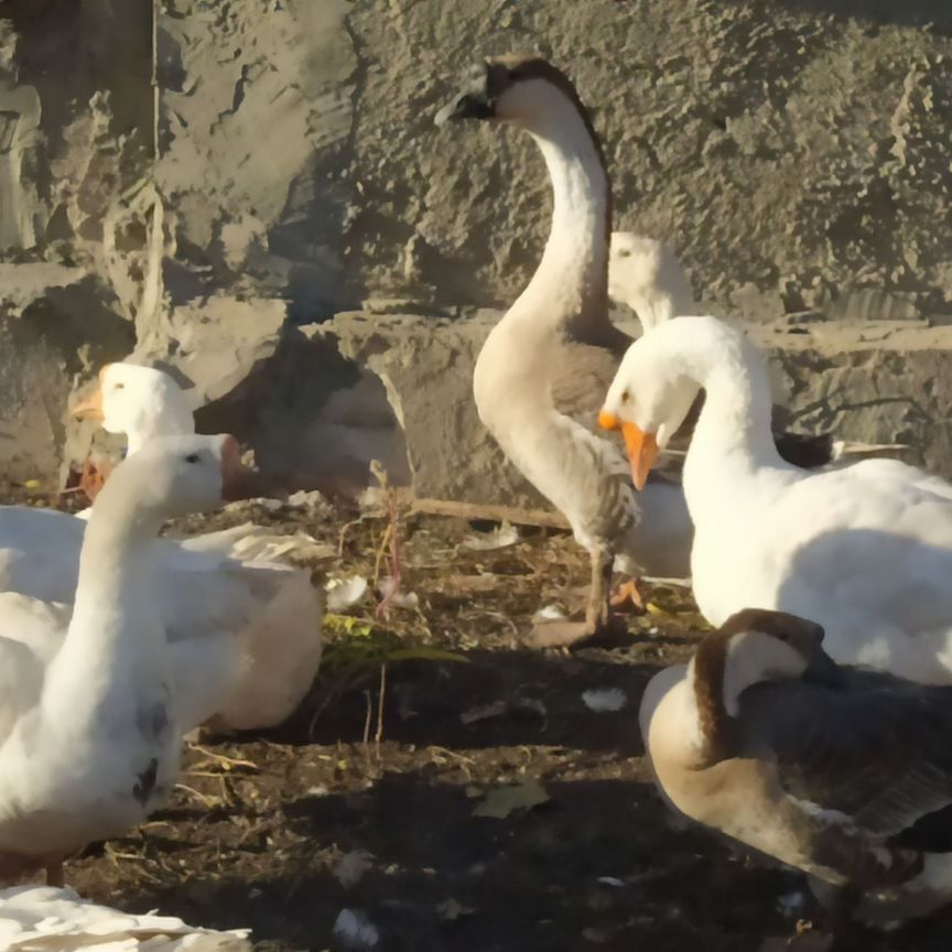 Семья гусей