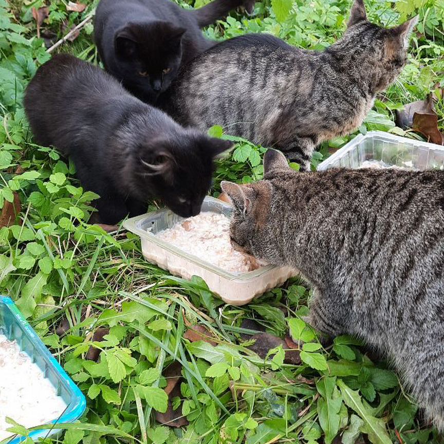 Котята остались зимовать на улице