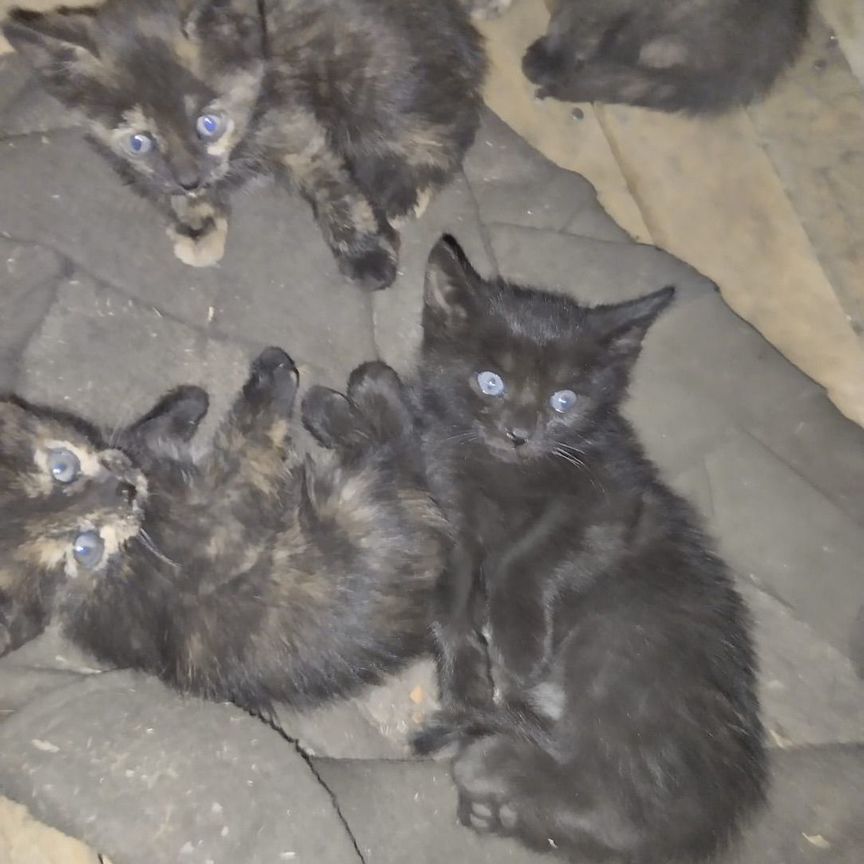 Котята в добрые руки даром набережные челны