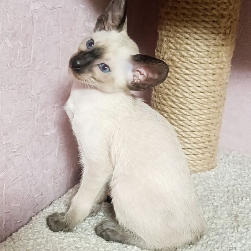 Ориентальный котёнок