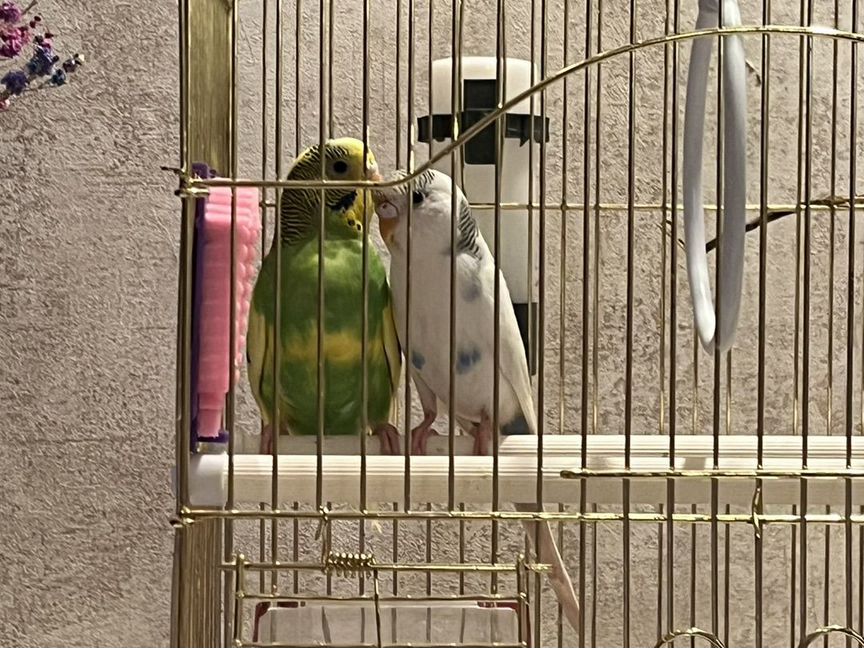 Волнистые попугаи