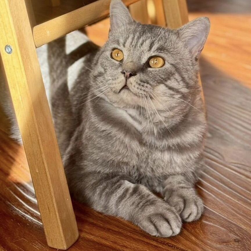 Шикарный, большой кот