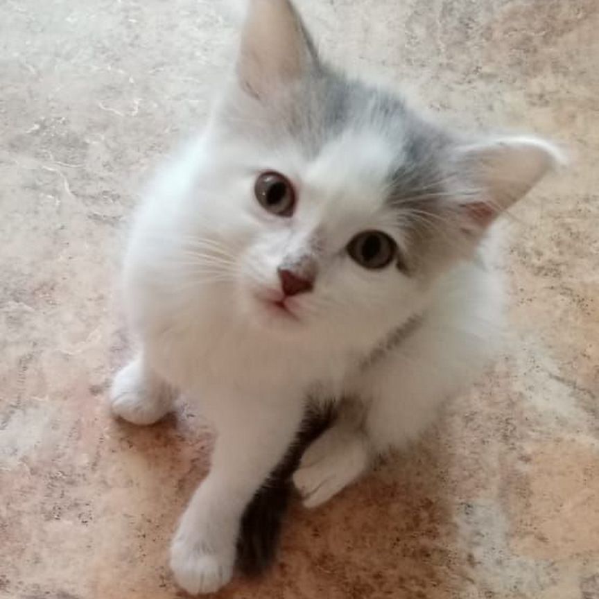 Котёнок в добрые руки